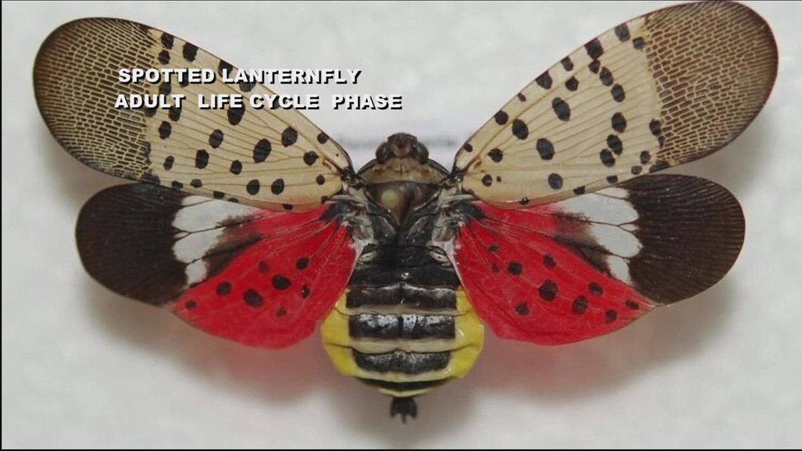 State officials: Be on lookout for Spotted Lanternfly | wgrz.com