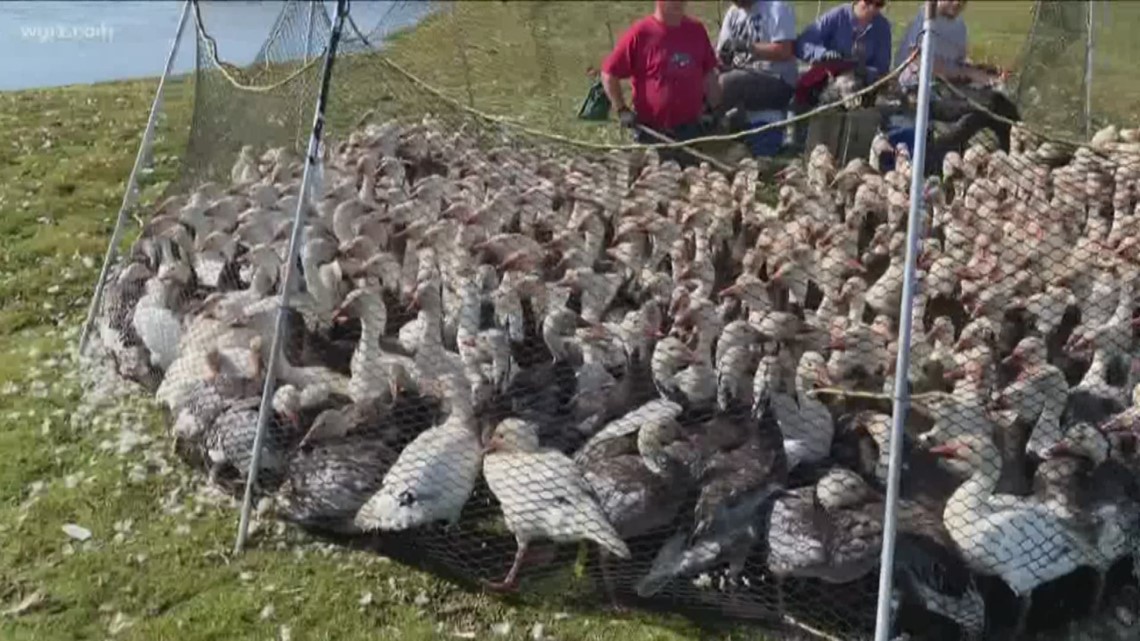 2 The Outdoors: Banding geese on top of the world | wgrz.com