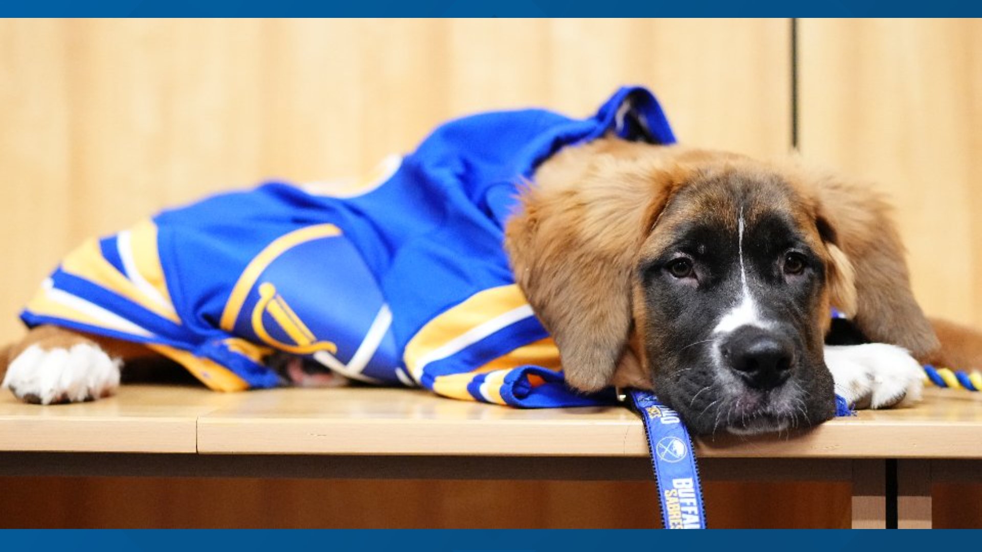 Blue finds her furever home | wgrz.com