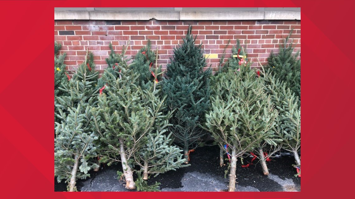 Free Christmas tree giveaway happening today | wgrz.com