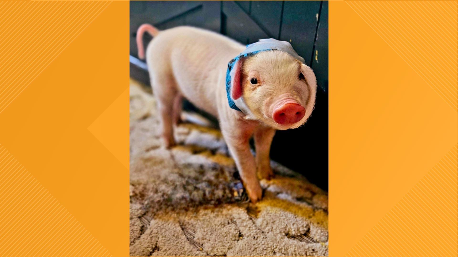 WNY family saves a baby piglet from death | wgrz.com