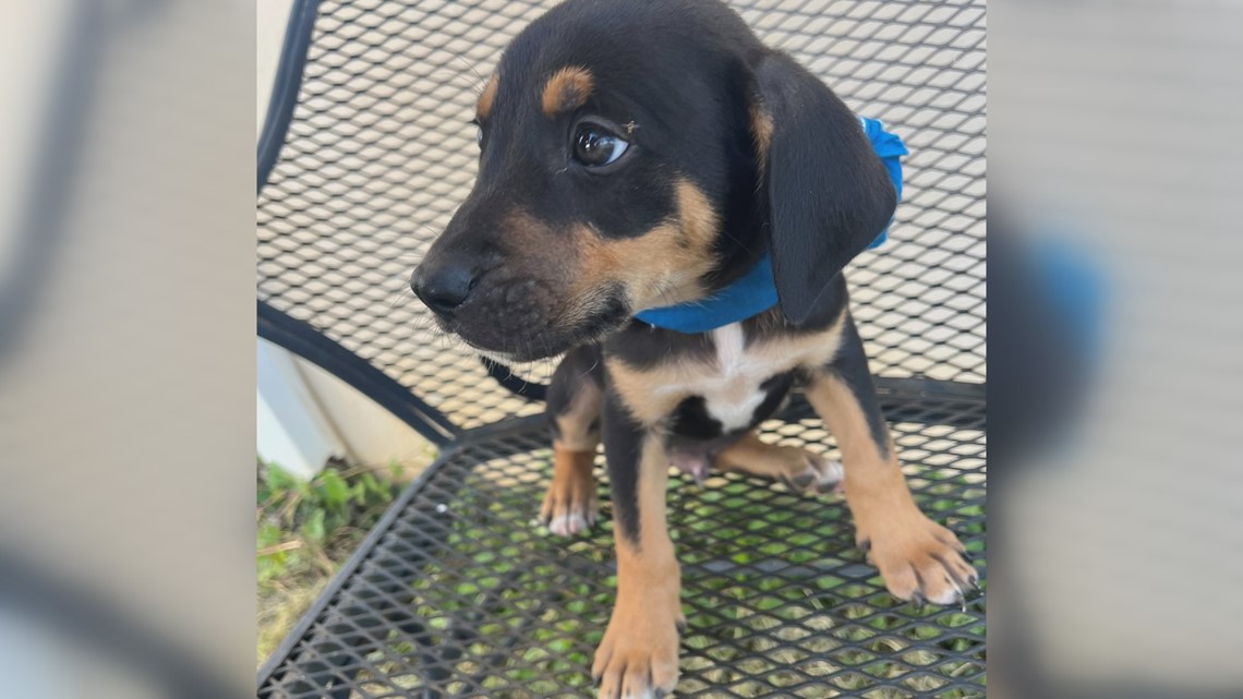 Litter of rescue puppies need help getting from Puerto Rico to Buffalo ...