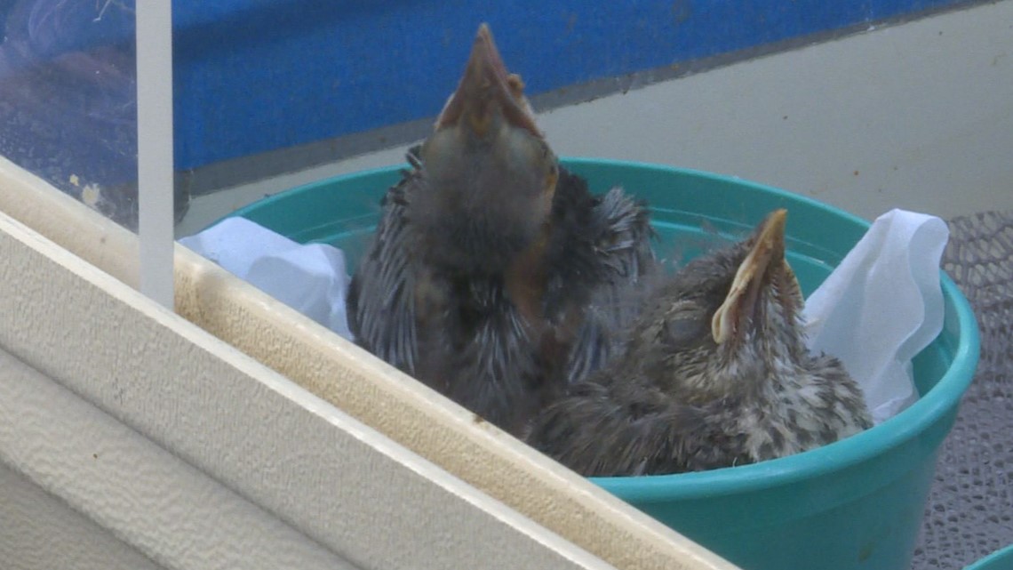 Angels Of Mercy For Wildlife | wgrz.com