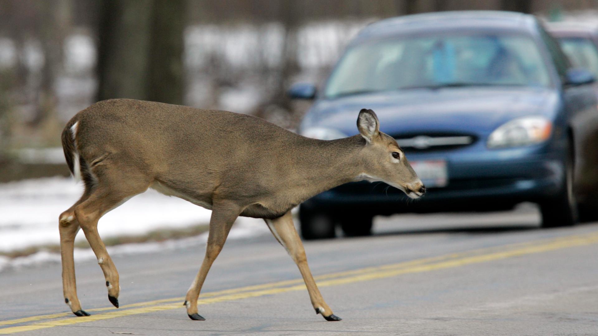 Officials warn drivers to watch for deer and moose this fall | wgrz.com