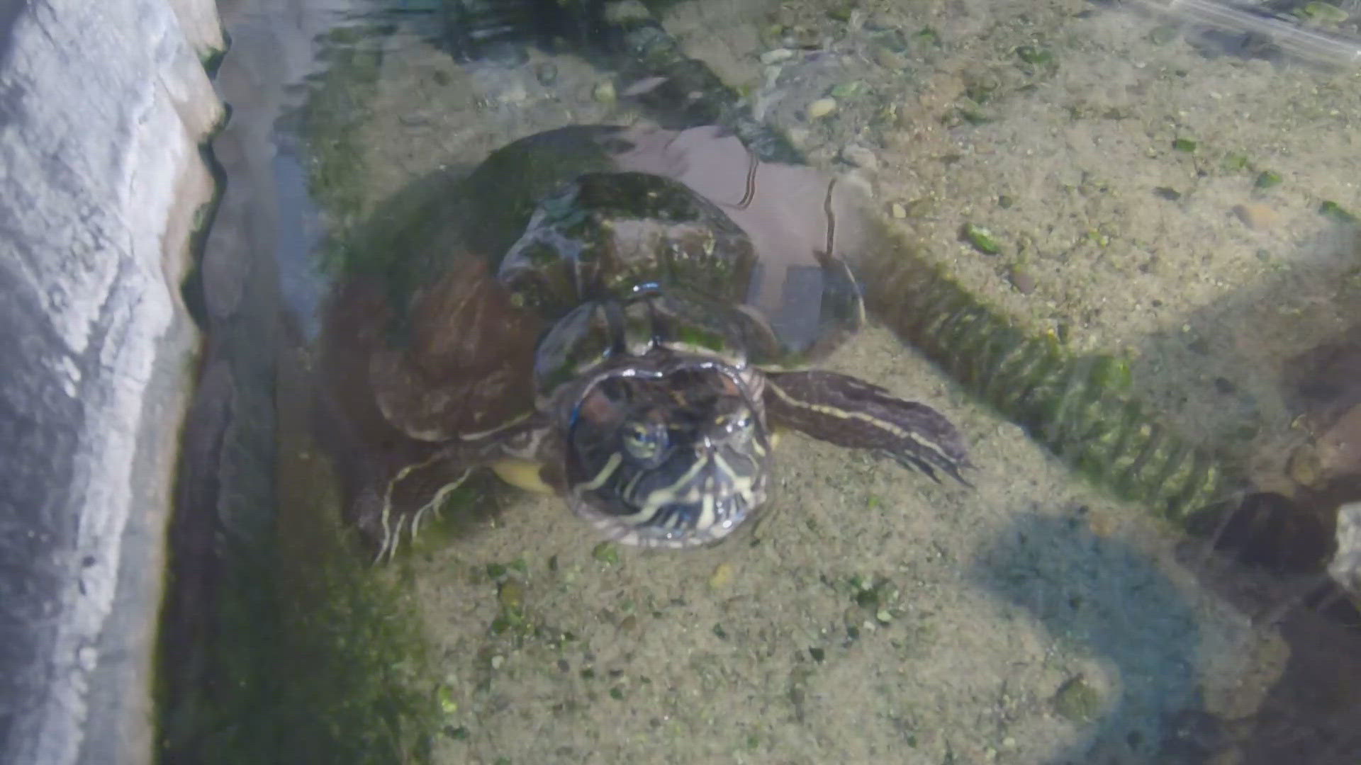 ACORNS host fundraiser for Ruby the turtle's new habitat | wgrz.com