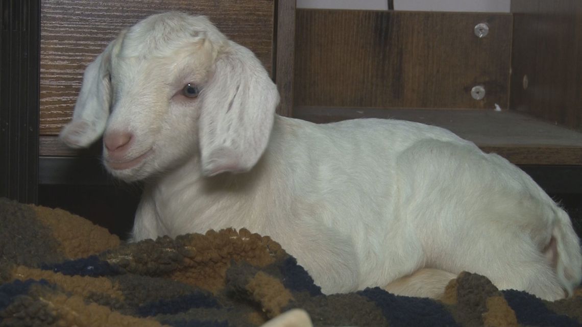 Rescued goats give birth months after Erie County animal cruelty case ...