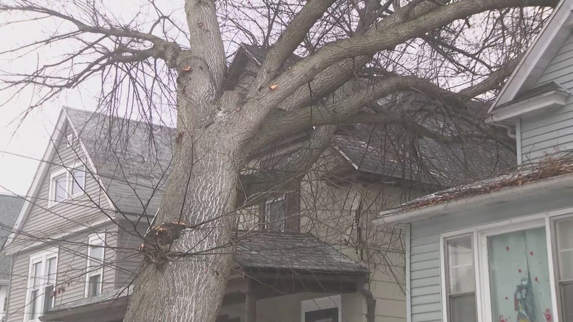 Winds topple trees in South Buffalo | wgrz.com