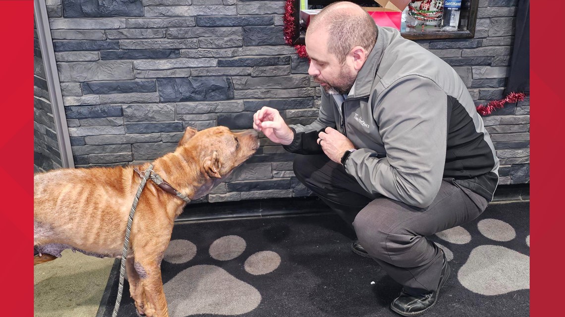 Tim Hortons surprises rescue dog | wgrz.com
