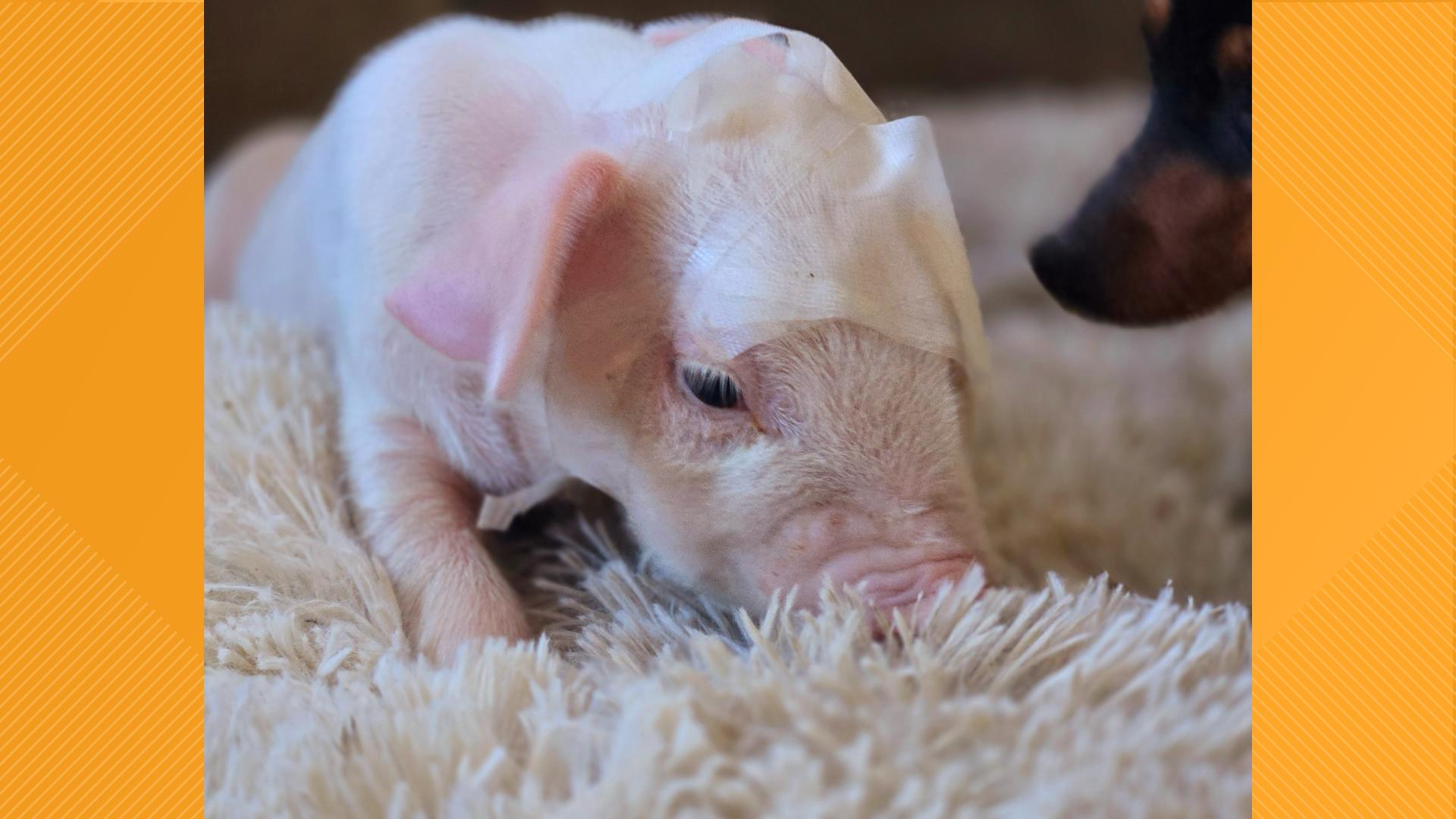 WNY family saves a baby piglet from death | wgrz.com