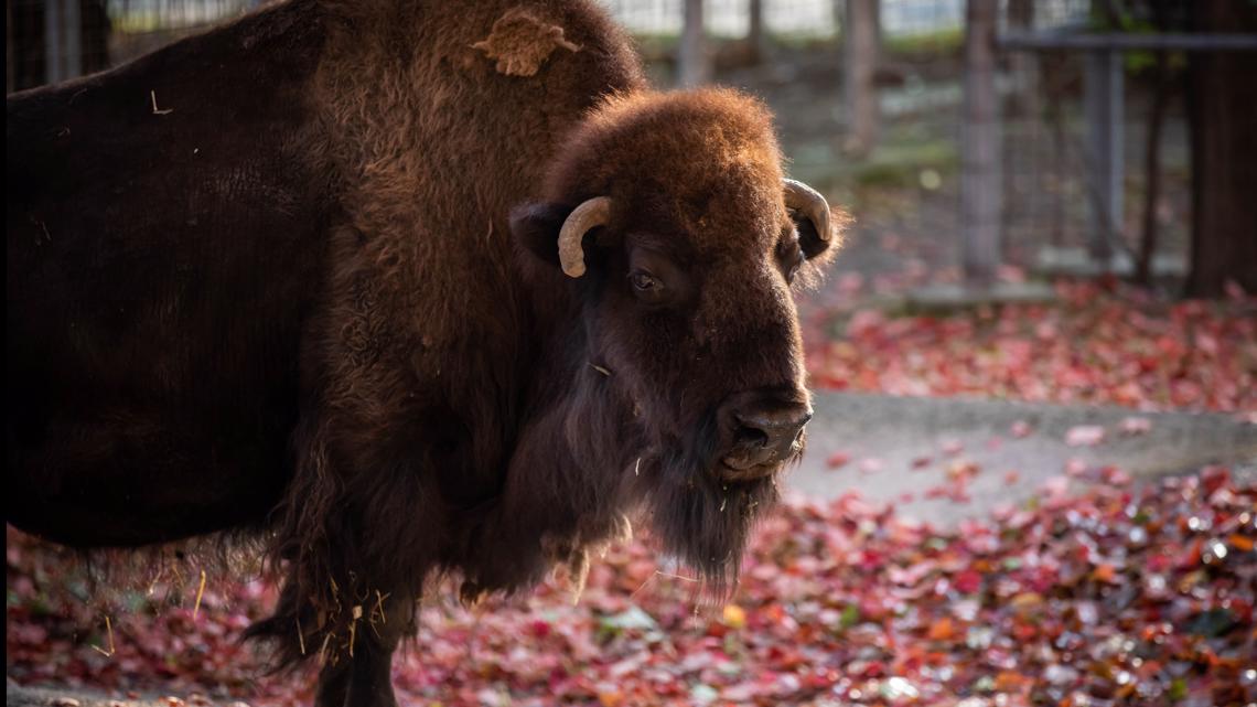 Buffalo Zoo bison has died | wgrz.com