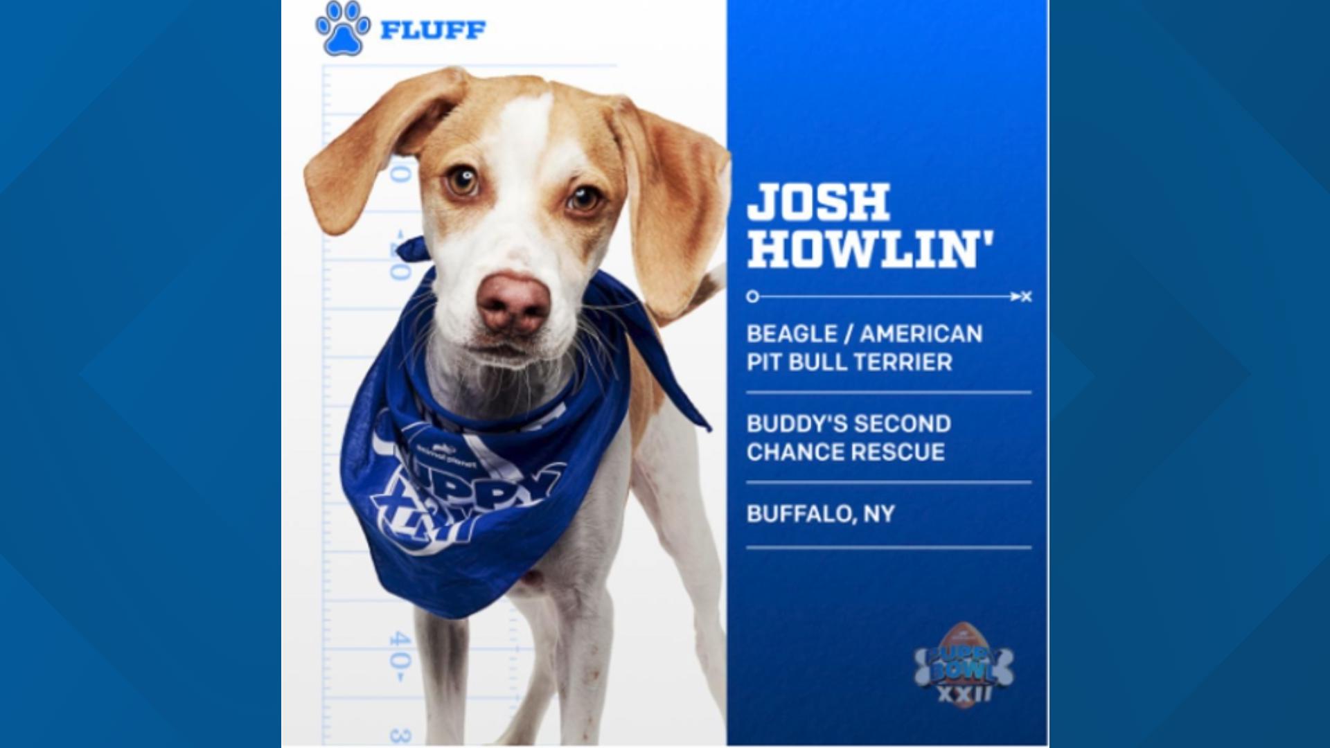 Buffalo Pups competing in this year's Puppy Bowl | wgrz.com