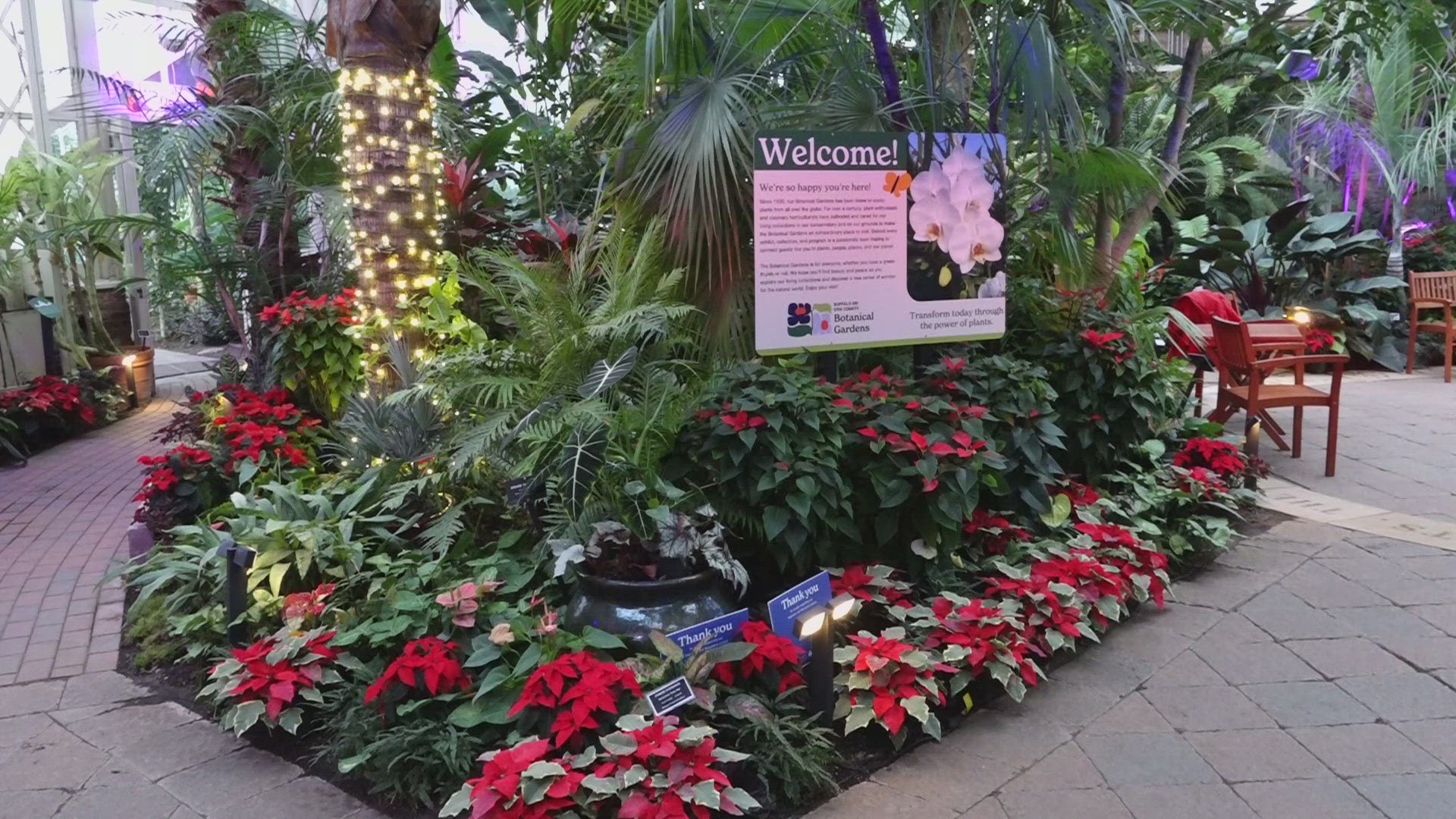 Buffalo and Erie County Botanical Gardens annual Poinsettia exhibit now ...