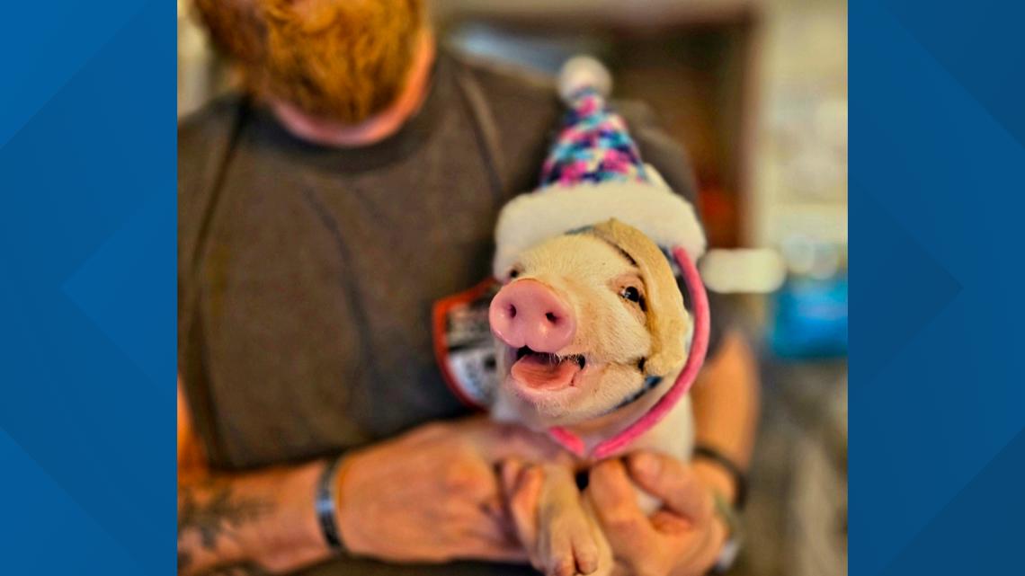 WNY family saves a baby piglet from death | wgrz.com