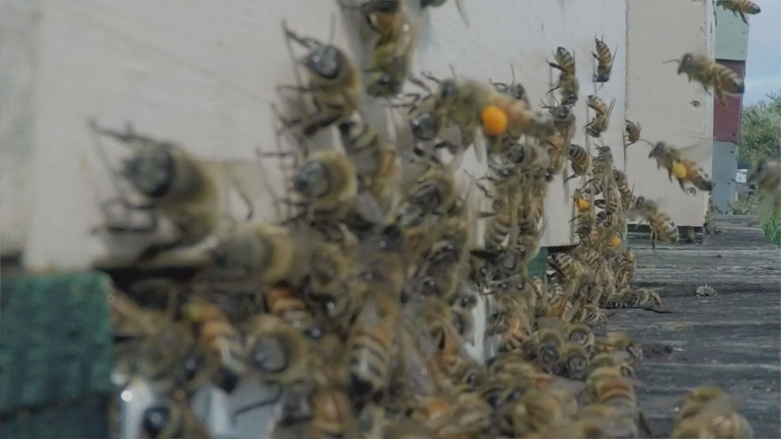 12 Million WNY Bees Are Making "Beer" | wgrz.com
