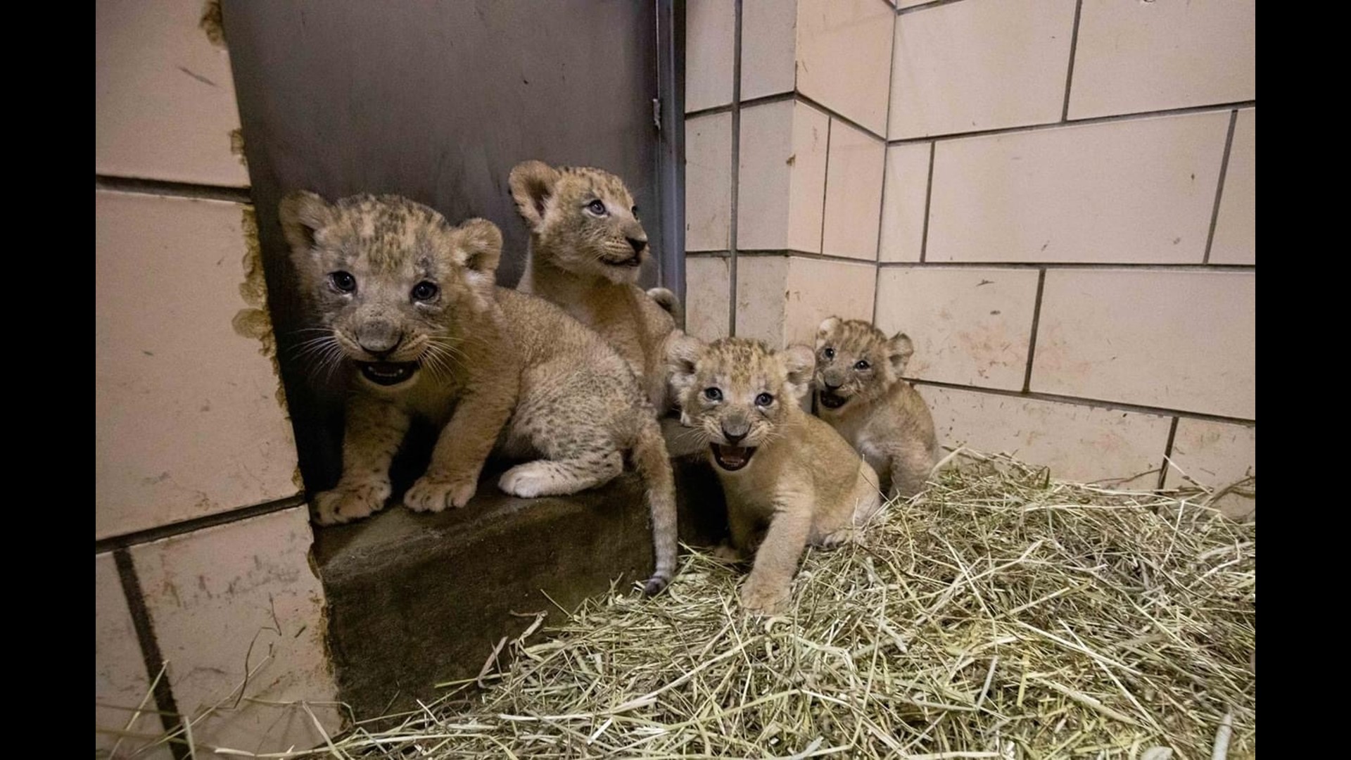 Buffalo Zoo shares video of its lion cubs | wgrz.com