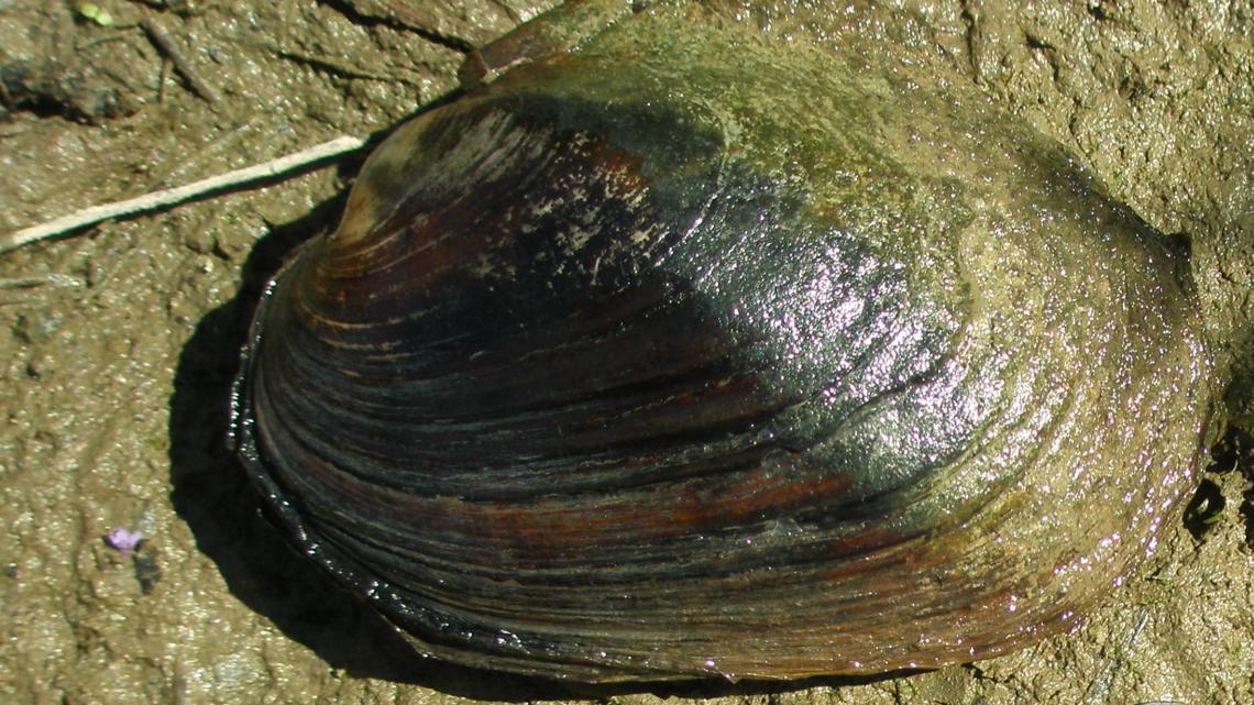 2 The Outdoors: Unionids are the kidneys of rivers | wgrz.com