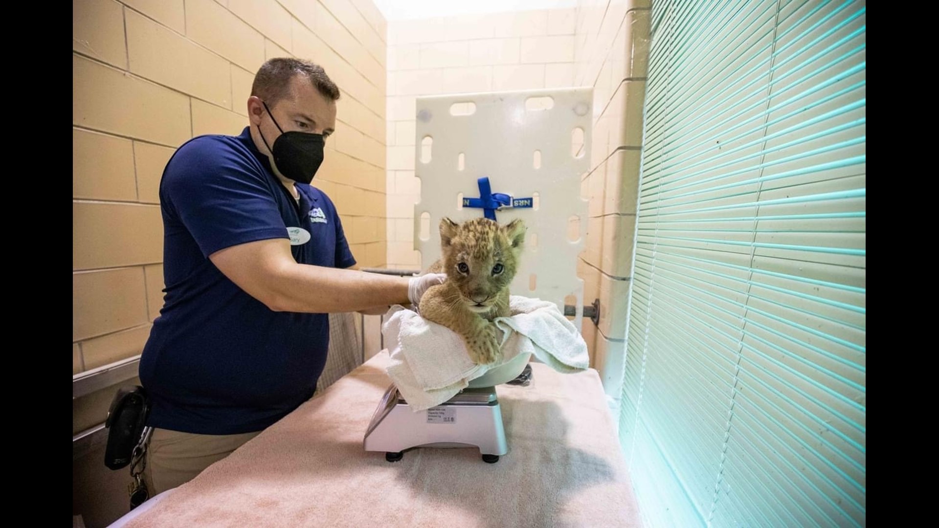 The Buffalo Zoo's new lion cubs have six-week check-up | wgrz.com