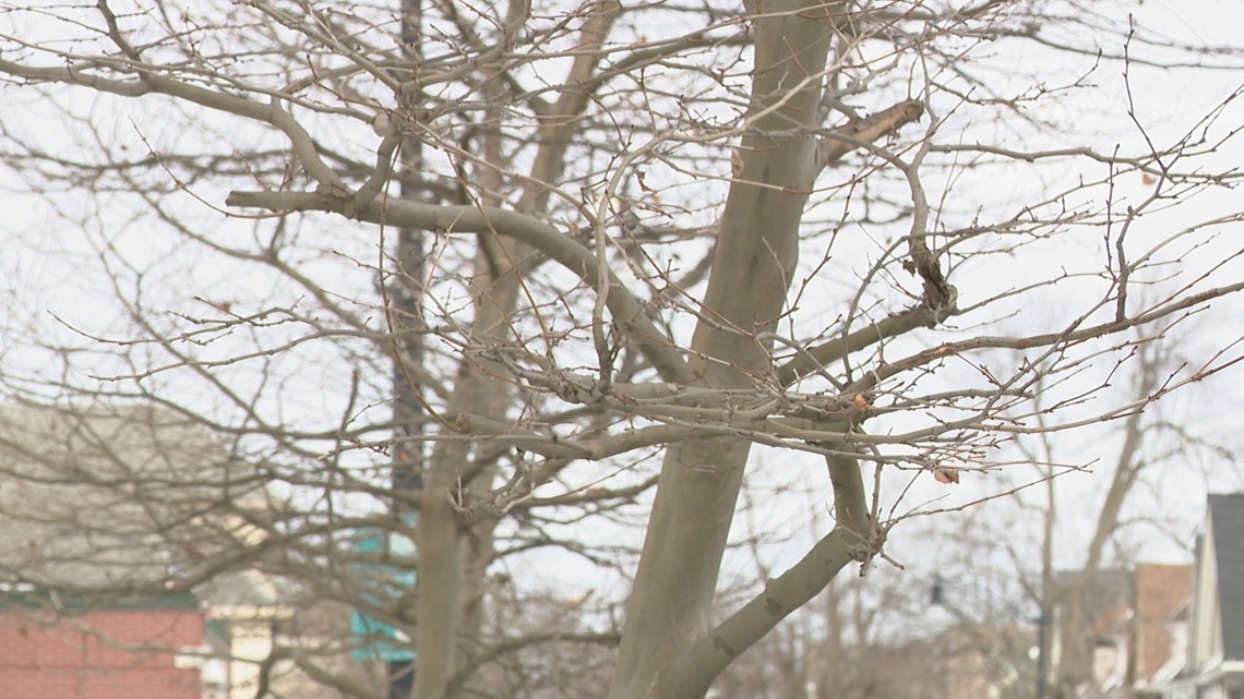 Tuesday's high winds bring worry for Re-Tree WNY | wgrz.com