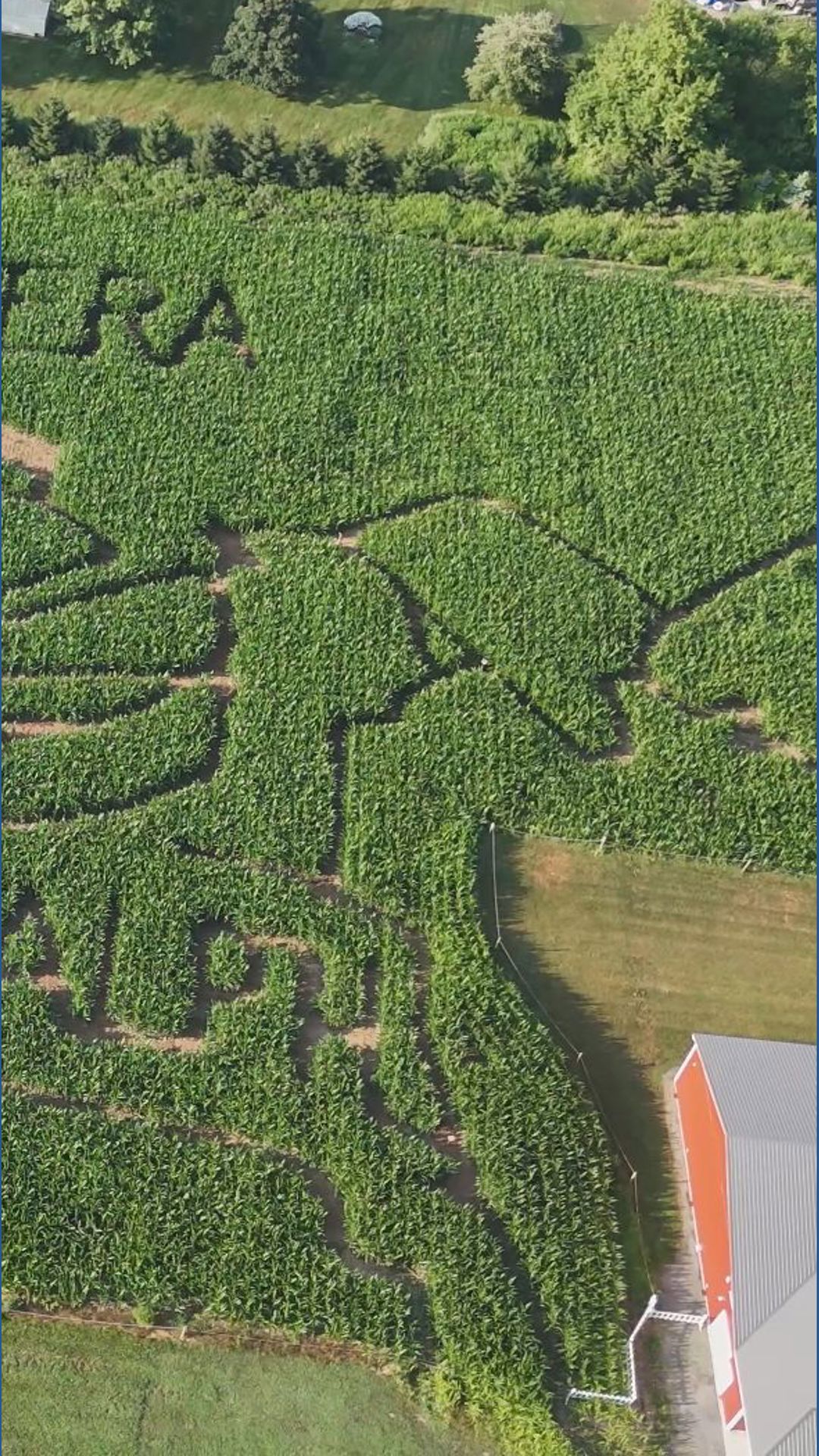 Fans relive Bills history in unique farm corn maze | wgrz.com