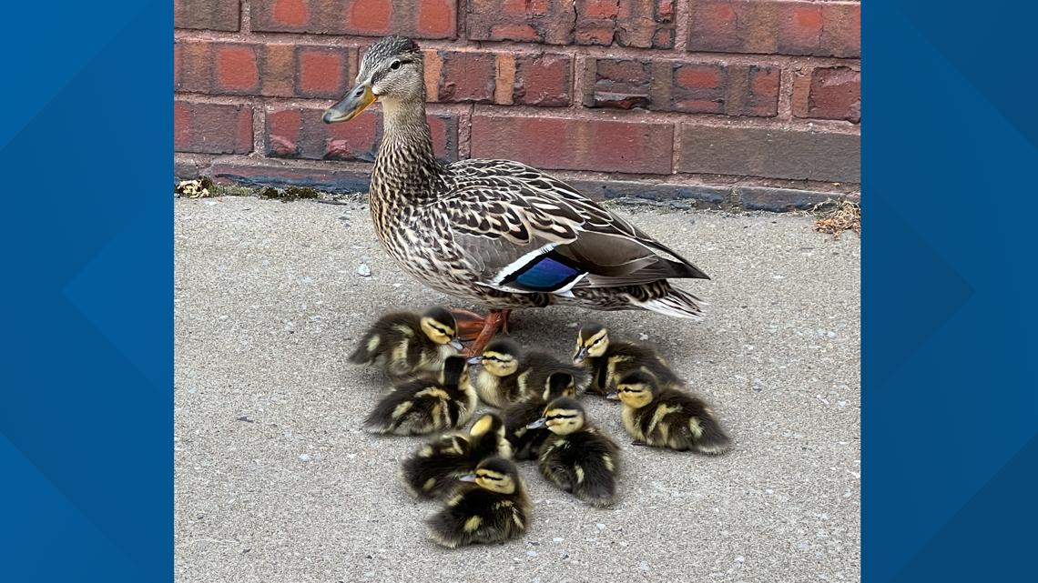 What do you do if you find an injured animal or abandoned baby animals ...