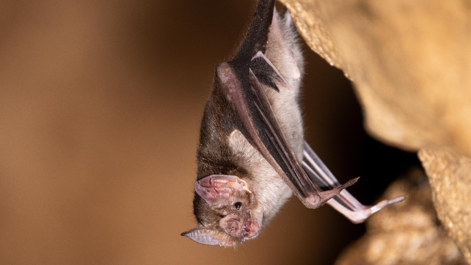 Rabid bat found in Lewiston; health officials remind residents to be ...