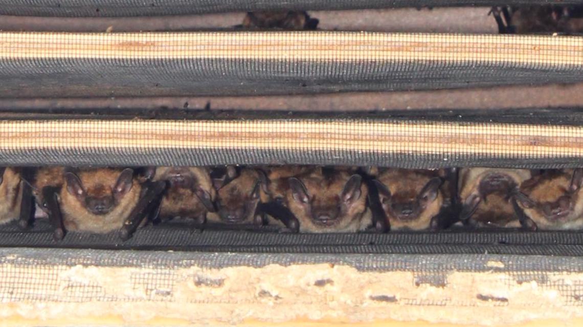 2 The Outdoors: Helping bats in the Southern Tier | wgrz.com