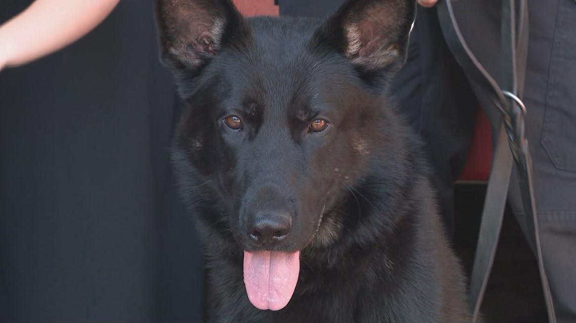 Arno debut as newest NYS Park Police K-9 | wgrz.com