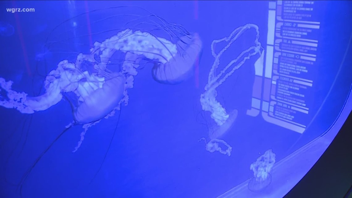 Celebrate WNY: Sea Aliens at Aquarium of Niagara | wgrz.com