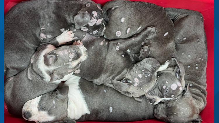 SPCA animals to adopt | wgrz.com