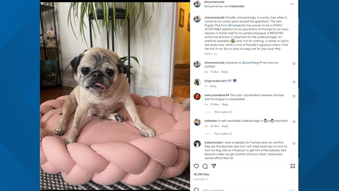 Noodle, 'No bones day' pug on TikTok, dies, owner says | wgrz.com