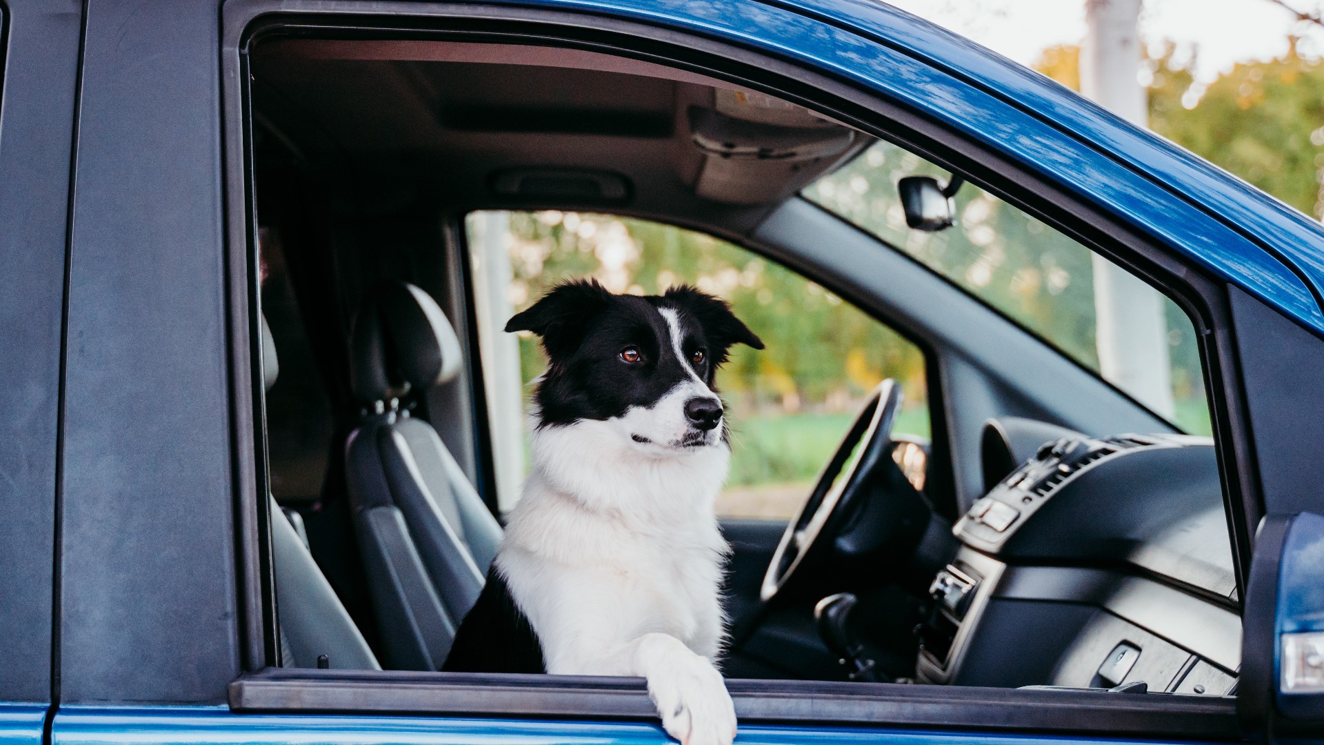 Car washes to benefit animals at Erie County SPCA | wgrz.com