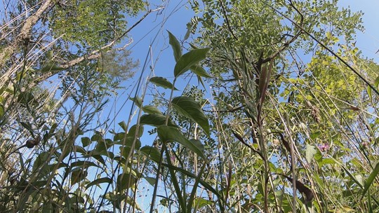 2 The Outdoors: Invasive plant causing damage to native habitats in WNY ...