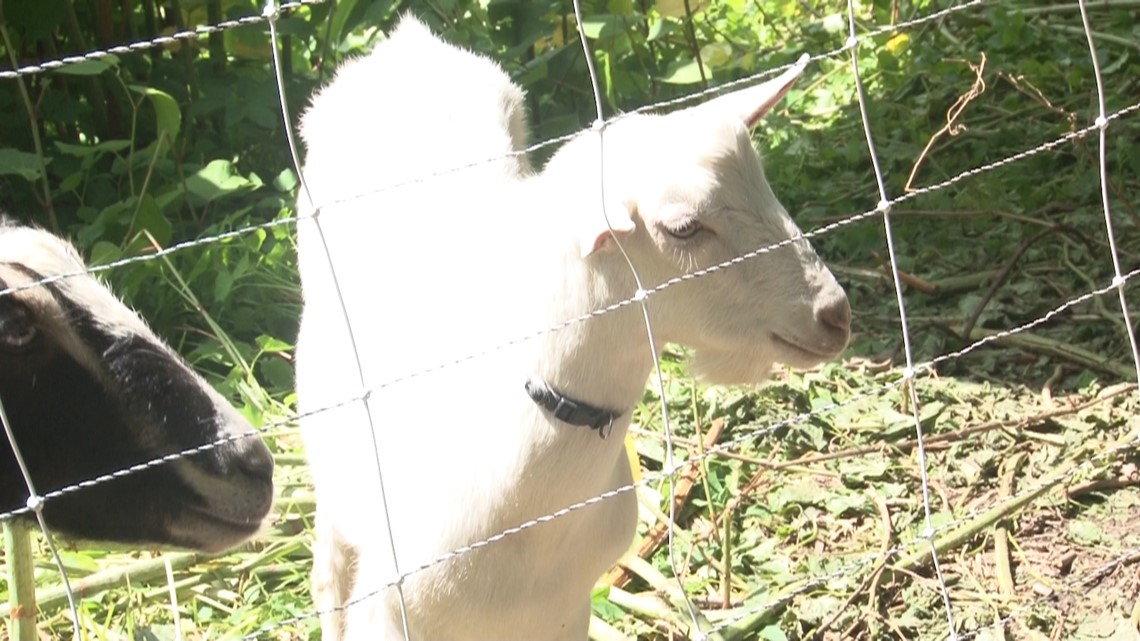Goats being used to eat invasive plants in Como Park | wgrz.com