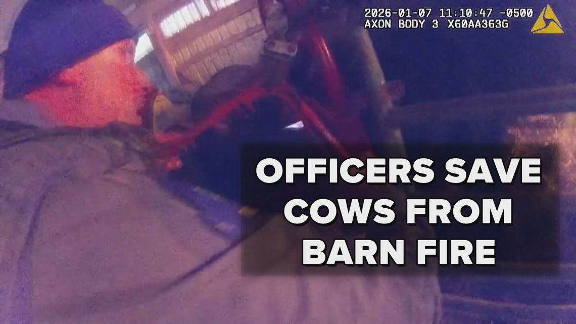 Body camera footage shows officers saving trapped cows during Lewiston ...