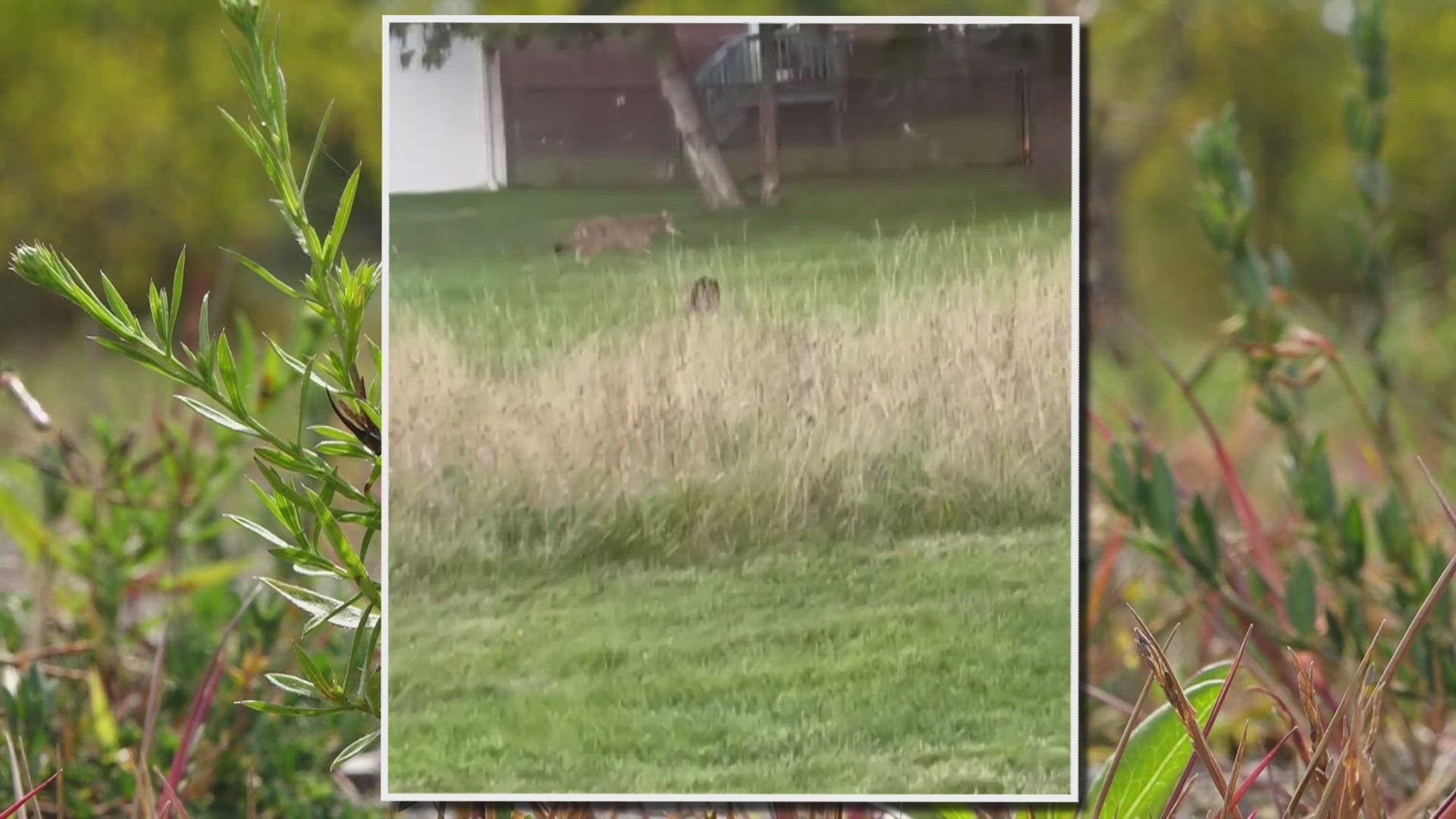 North Tonawanda acts on increasing coyote sightings | wgrz.com