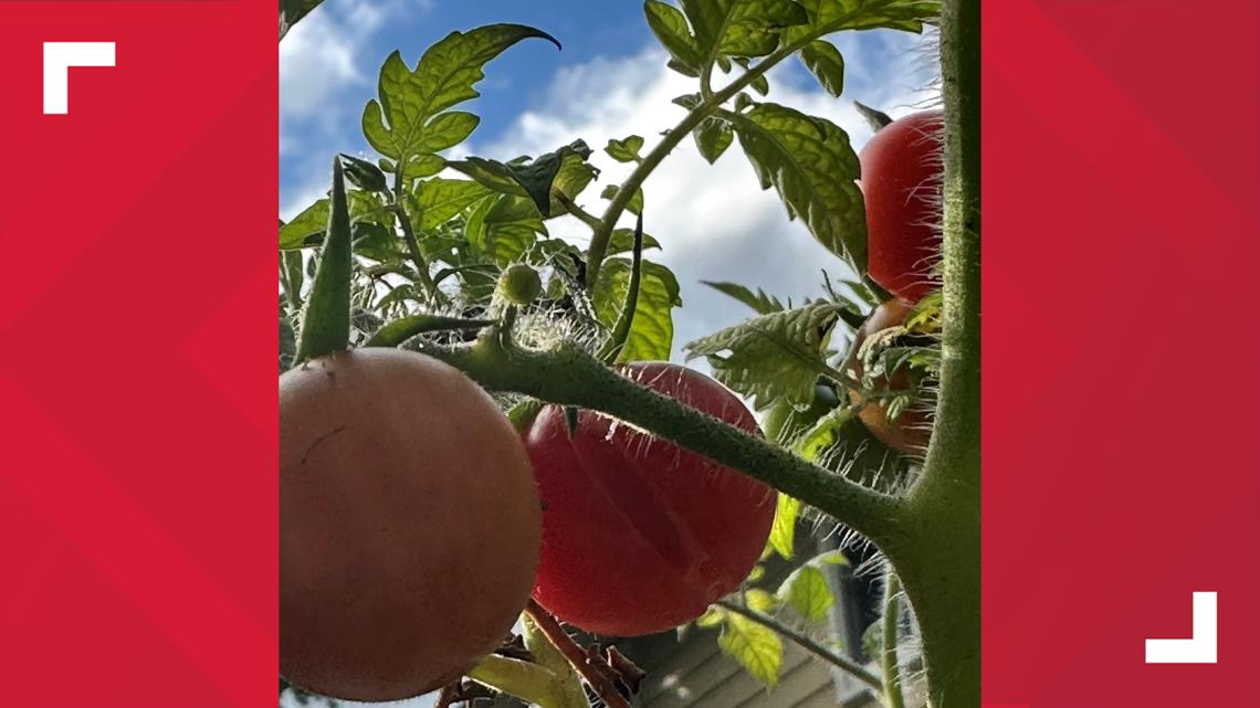 Heavy rain damages tomatoes | wgrz.com