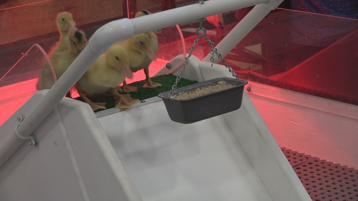 Duck slide returns to Erie County Fair | wgrz.com