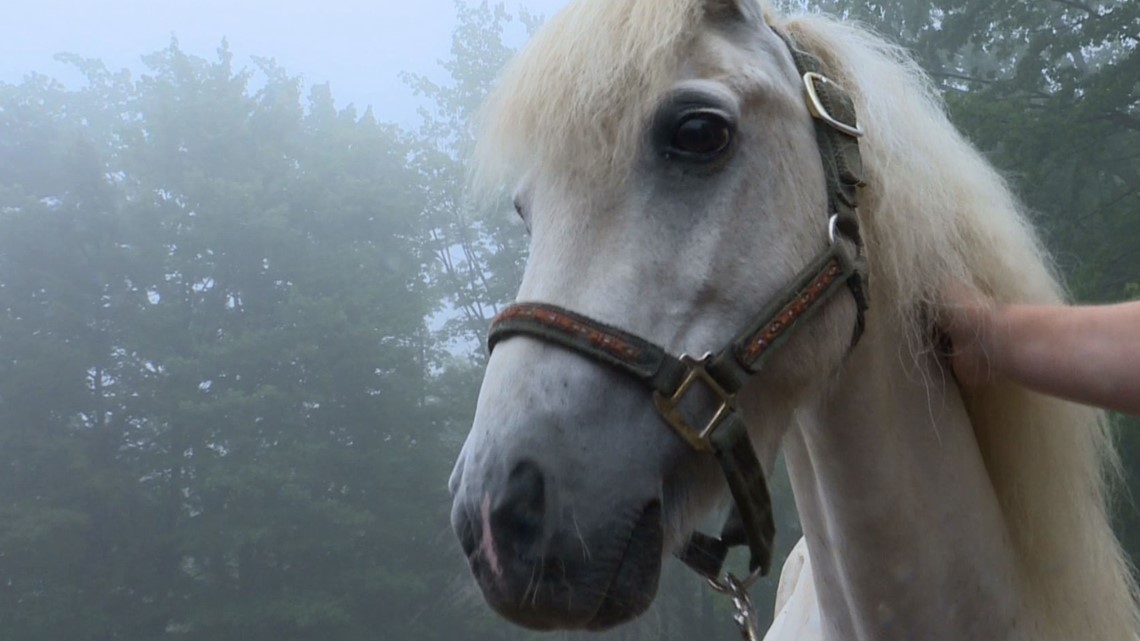 Happy Tails Farm & Rescue: Angels of mercy | wgrz.com