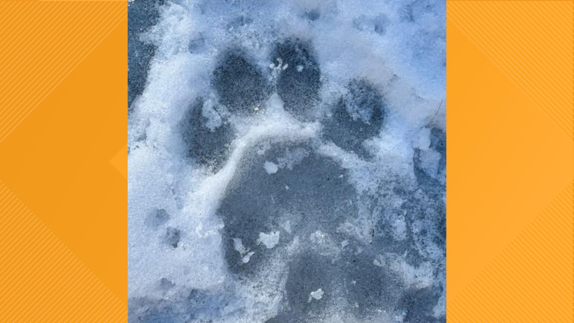 Buffalo Zoo's paw print photo hints at surprise new arrival | wgrz.com