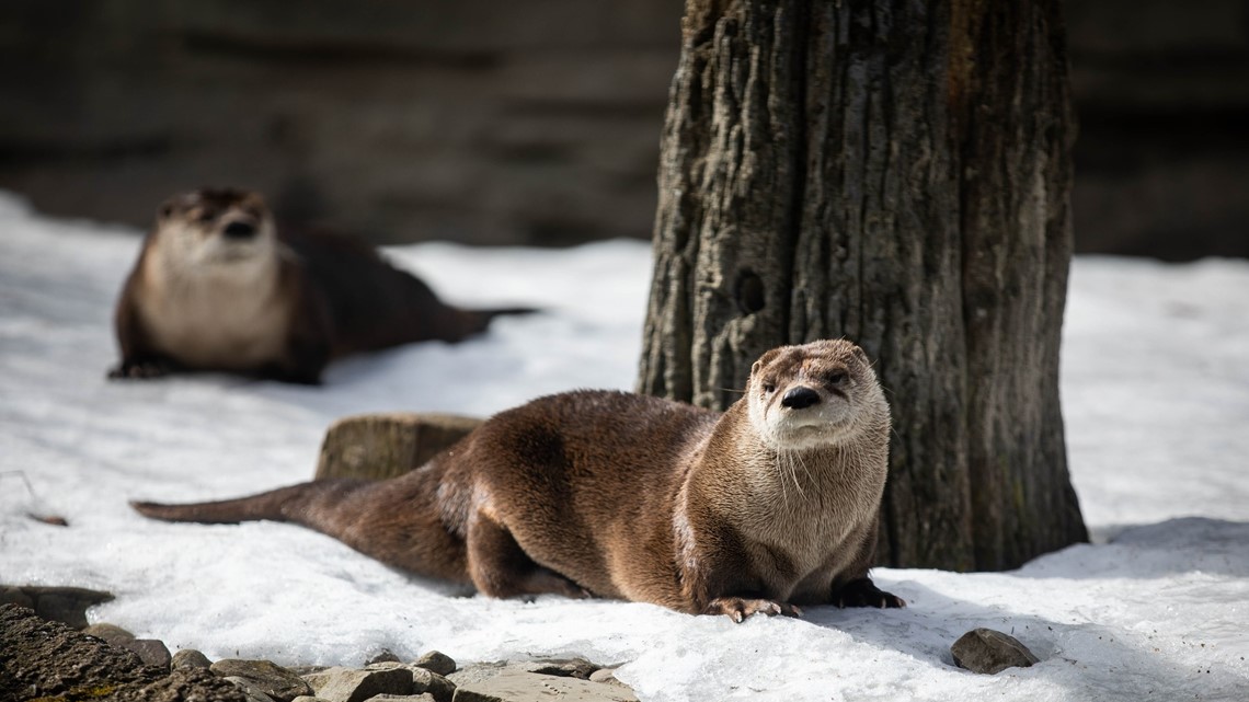Buffalo Zoo announces the death of otter Daisy | wgrz.com