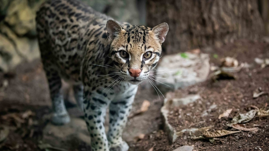 Buffalo Zoo welcomes 2 new animals | wgrz.com