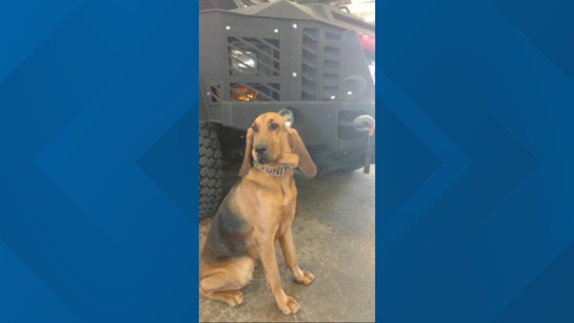 NYSP bloodhound helps find missing hunter | wgrz.com