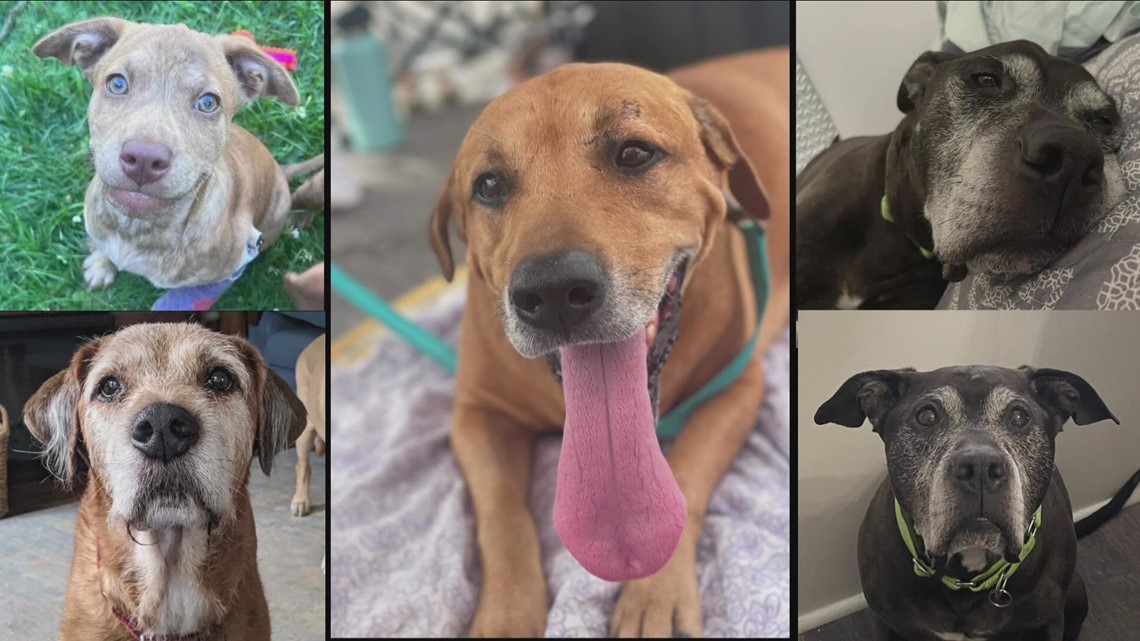 Dogs being returned to local rescues | wgrz.com