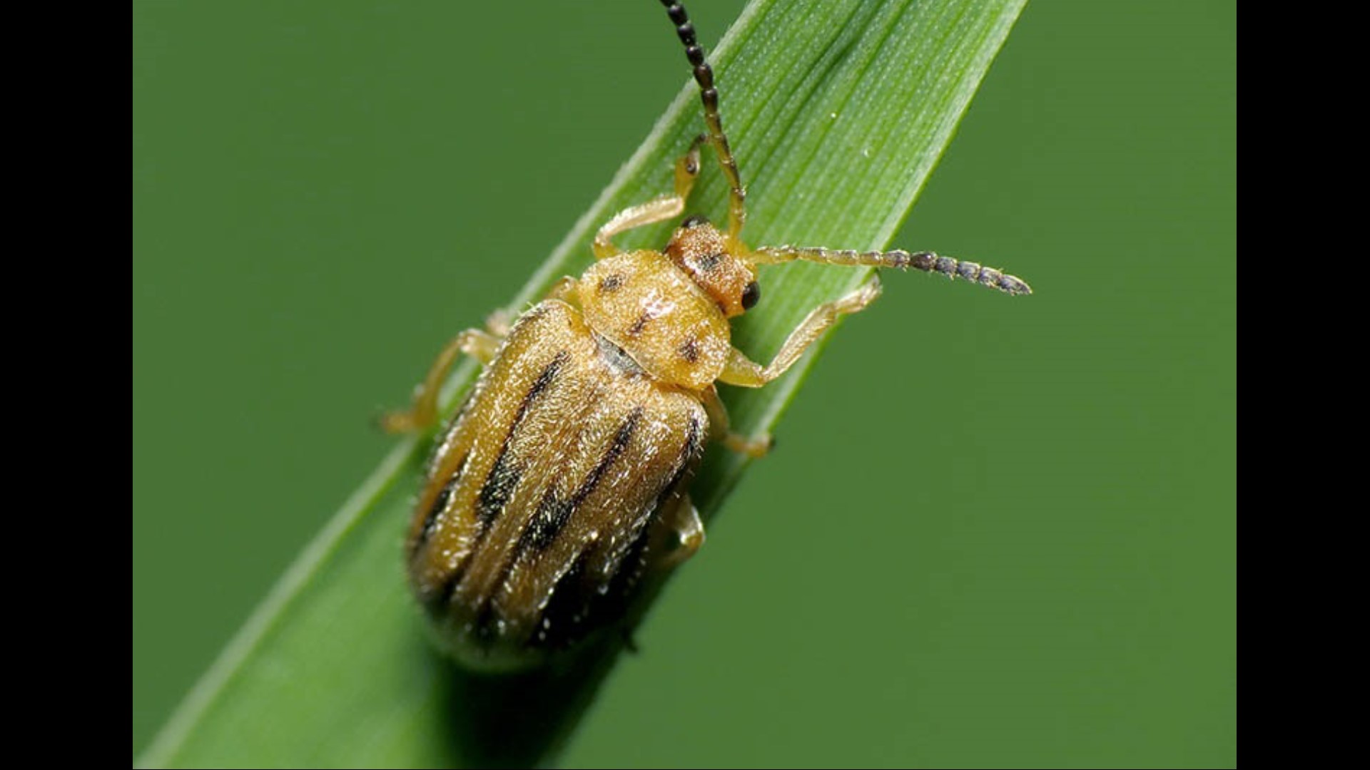 Invasive species: A dubious exchange | wgrz.com