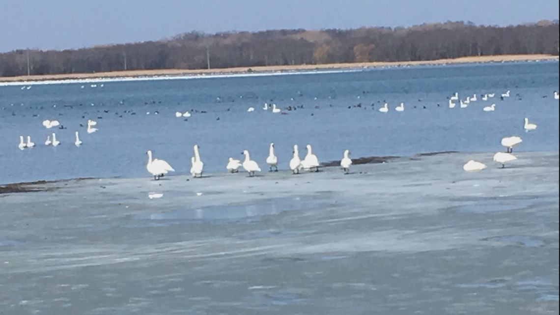 2 the Outdoors: Spring migration at Montezuma Wetlands complex | wgrz.com