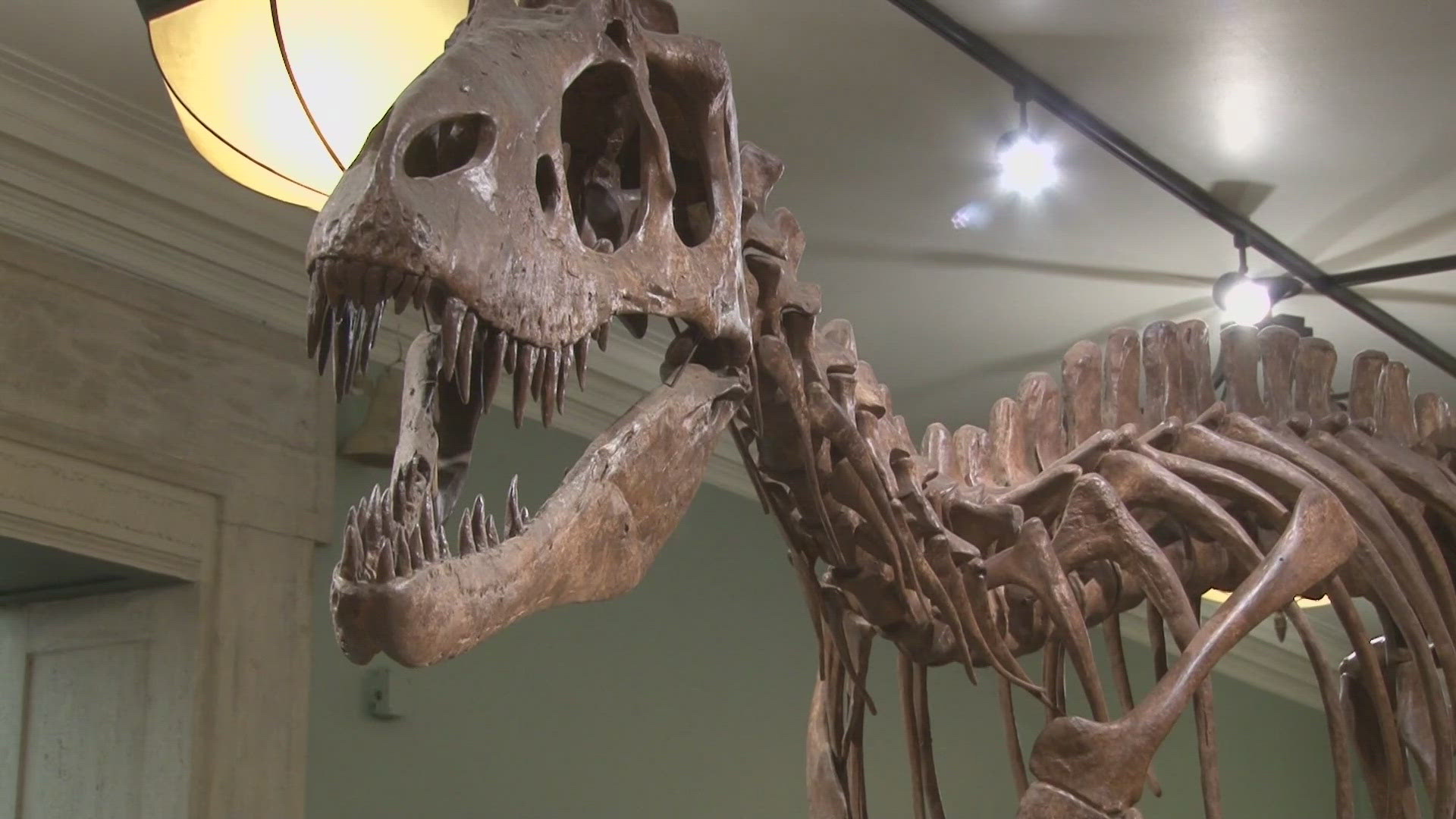 Dino Fest draws record crowds to Buffalo Museum of Science | wgrz.com
