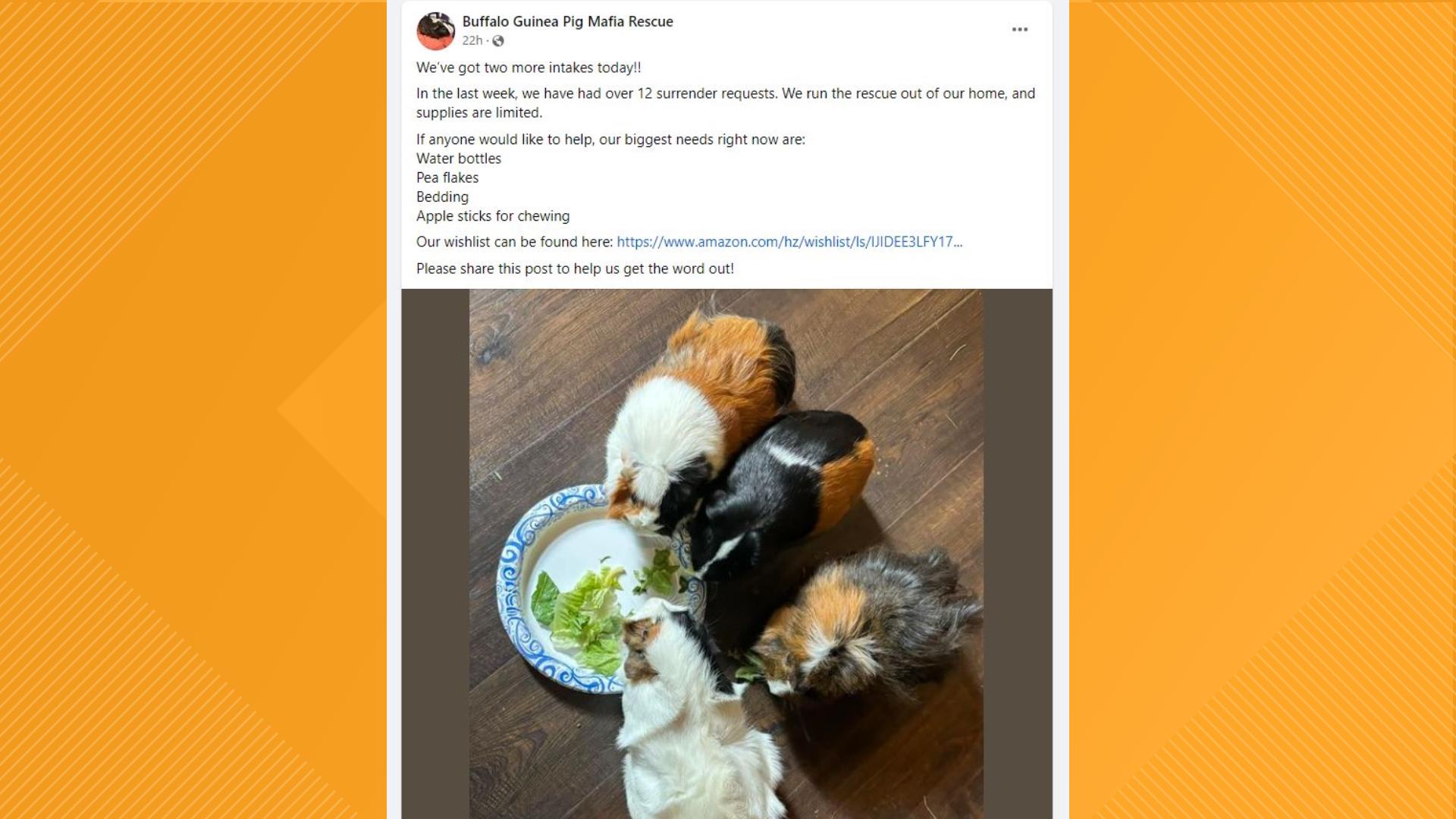 Buffalo Guinea Pig Rescue looking for donations | wgrz.com