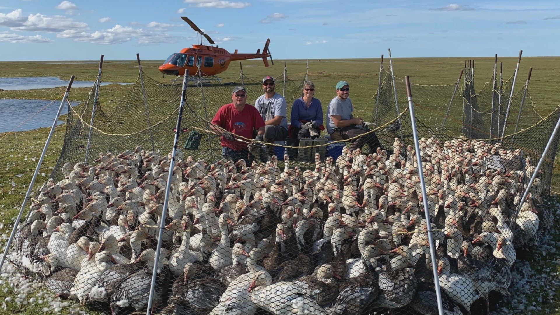 2 the Outdoors: Banding geese on top of the world | wgrz.com