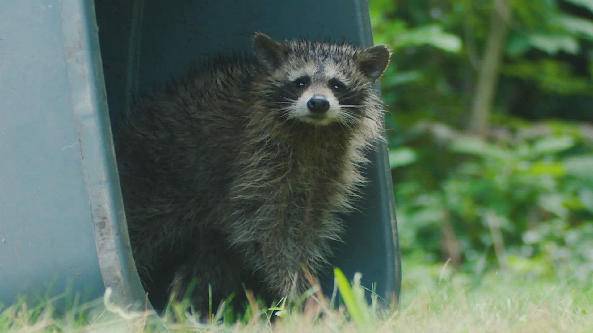 Rabid raccoon confirmed in Niagara County | wgrz.com