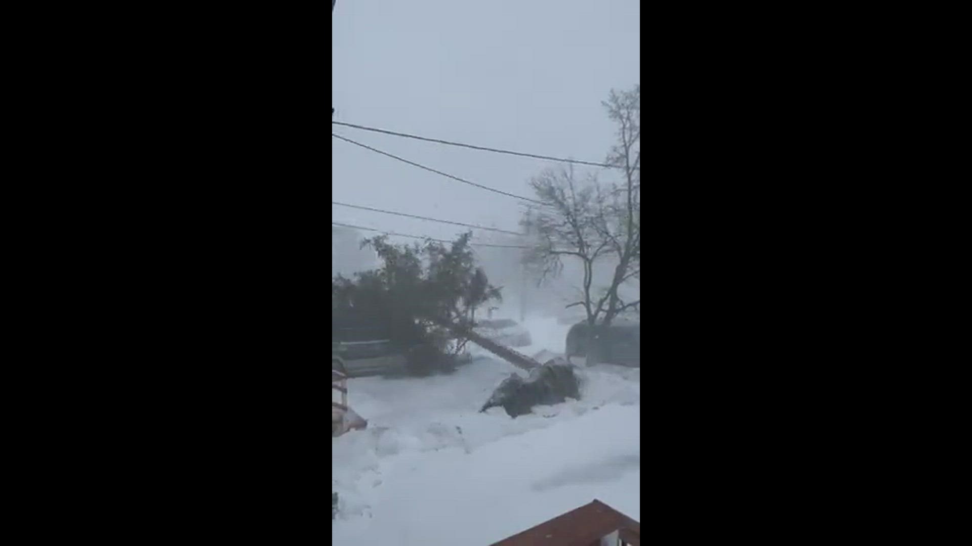 Tree down in South Buffalo | wgrz.com